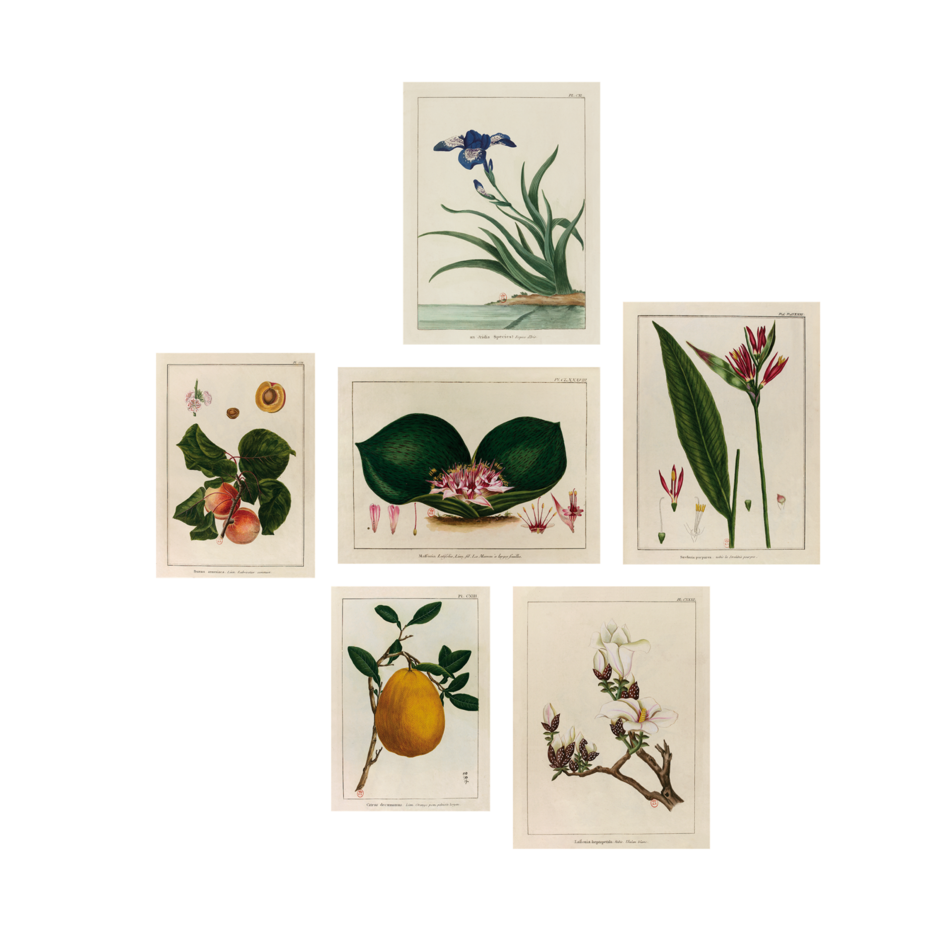 Iris - Le grand jardin extraordinaire - B.E.A.U & Compagnie